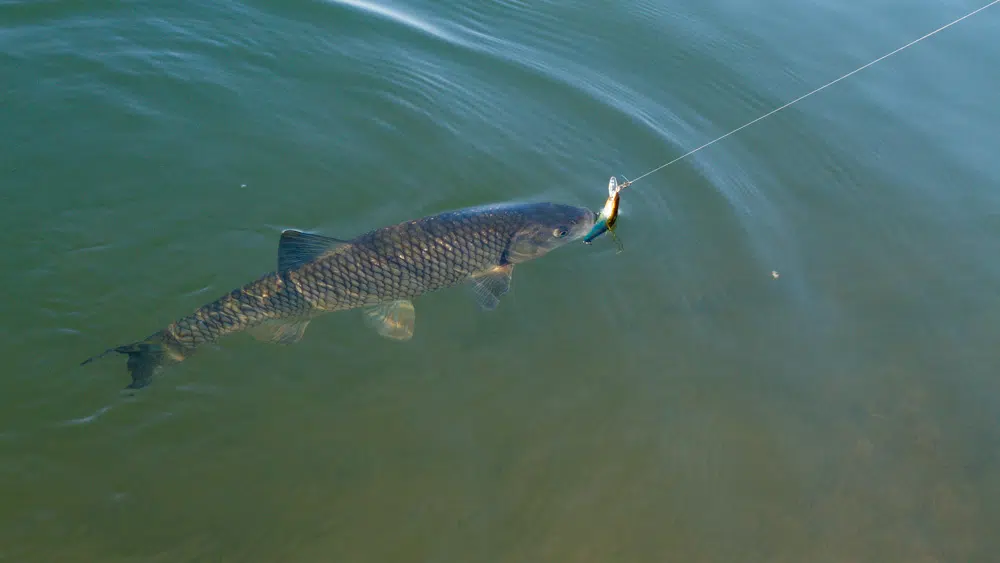 Erfolgreich auf Döbel mit der Three Shot Minnow - ANGEL-KNIFFE