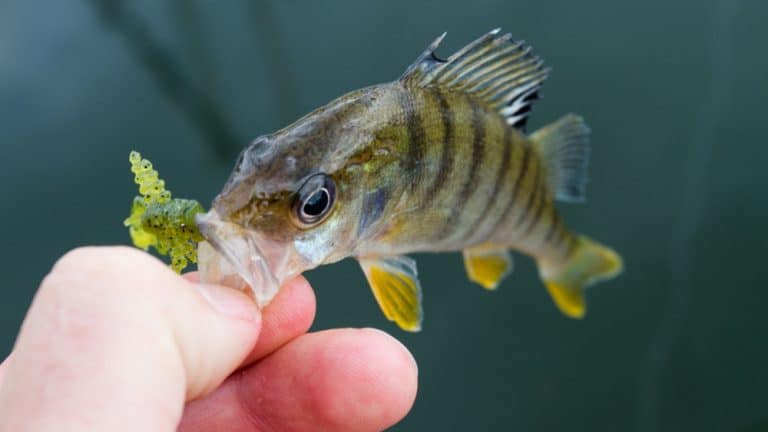 Crazy Fish - Allure / Tipsy / Crayfish | Barsch, Finesse & Ultra Light